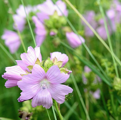 Moskus-katost | Køb frø HER - Vildtremisen.dk