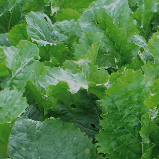 Stubturnips - 'Tyfon' | Køb frø HER - VIldtremisen.dk